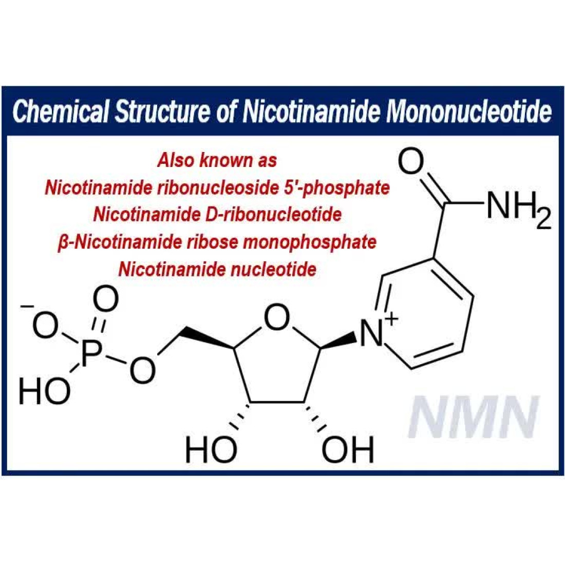 Nicotinamide Mononucleotide NMN Caps | Birkenhead HealthPlus